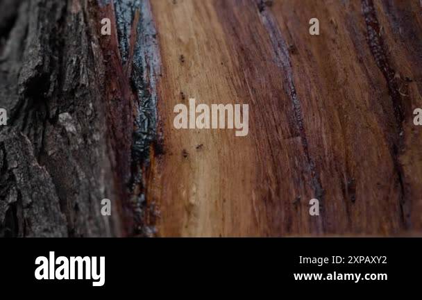 Trunk with sap Stock Videos & Footage - HD and 4K Video Clips - Alamy