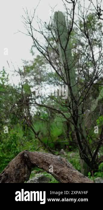 Scrub ecosystem Stock Videos & Footage - HD and 4K Video Clips - Alamy