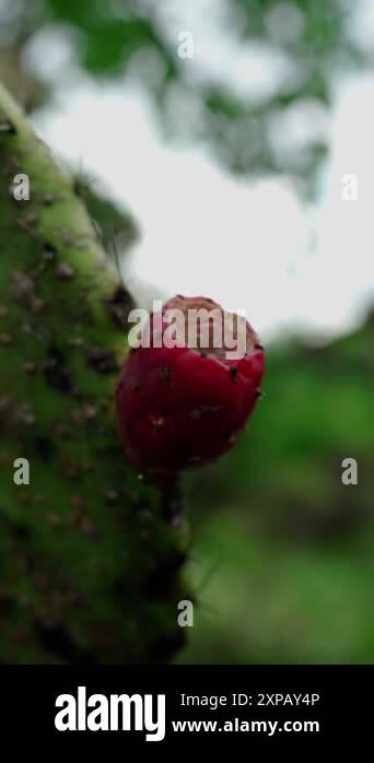 Vertical video, Xoconostle Fruit growing on a cactus Endemic species of ...
