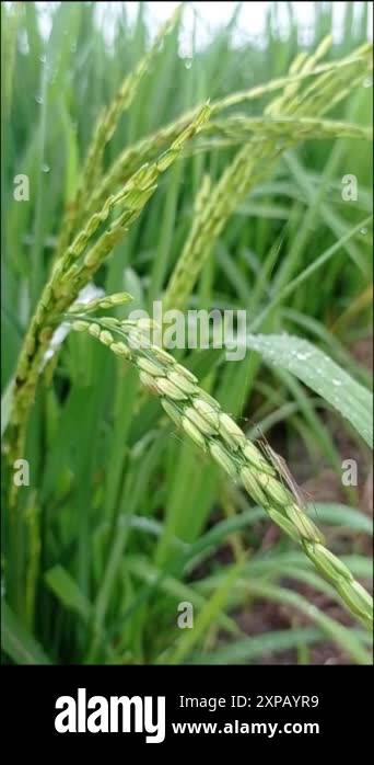 Vertical insect farm Stock Videos & Footage - HD and 4K Video Clips - Alamy
