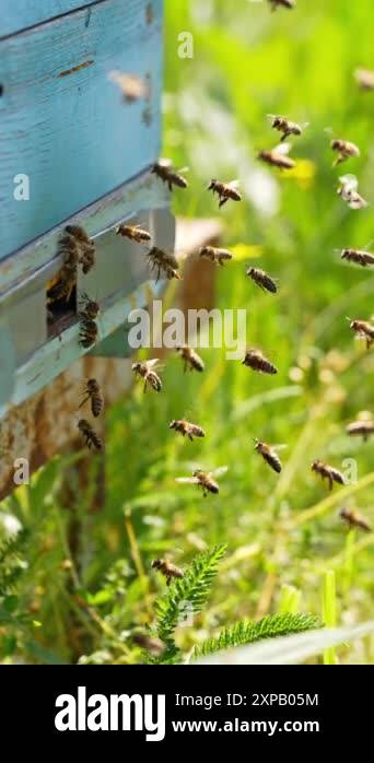 Industrious bees coming back to their wooden hives. Honey insects bringing nectar to the cells ...
