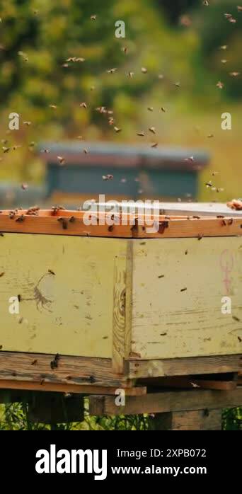 Homes of insects Stock Videos & Footage - HD and 4K Video Clips - Alamy