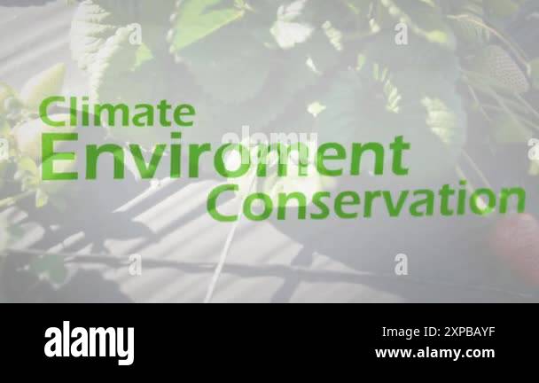 Animating sustainable farming over strawberries growing in garden ... Animating sustainable farming over strawberries growing in garden ...
