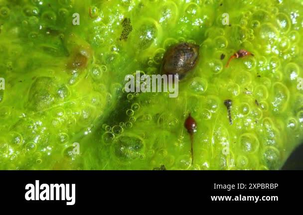 Invasive species Gastropods Physa acuta crawling on green filamentous ...
