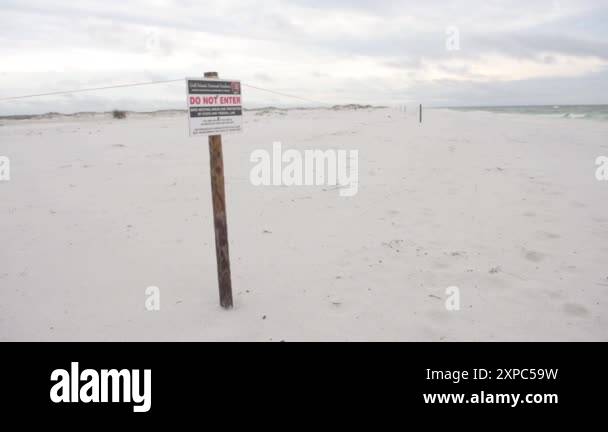 Beach nesting bird Stock Videos & Footage - HD and 4K Video Clips - Alamy