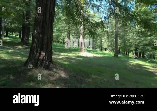 Forest Trail Through Redwood Trees At Bosque de Colon - Sequoias Poio ...