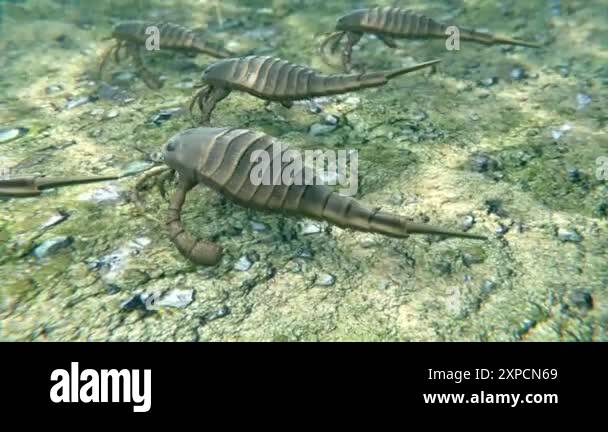 An animation of Eurypterids (Sea Scorpions) moving across on a Silurian ...