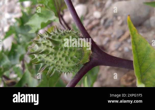 Spiny shell Stock Videos & Footage - HD and 4K Video Clips - Alamy