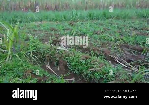 Left over sugar cane Stock Videos & Footage - HD and 4K Video Clips - Alamy