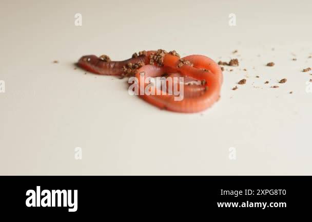 Nightcrawler bait Stock Videos & Footage - HD and 4K Video Clips - Alamy