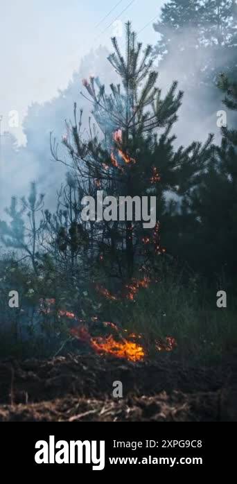 Fire damage pine tree Stock Videos & Footage - HD and 4K Video Clips ...