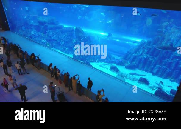 Interior exhibition fish hall Stock Videos & Footage - HD and 4K Video ...