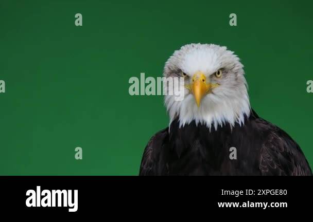 American eagle opens and closes beak on green screen, slow motion Stock ...