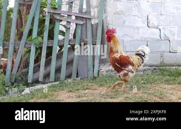 Magnificent rooster Stock Videos & Footage - HD and 4K Video Clips - Alamy