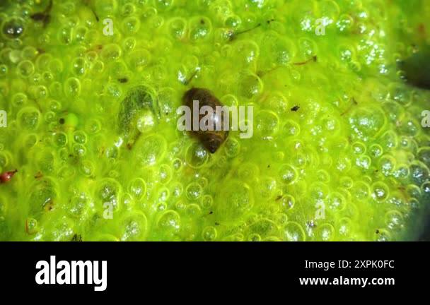 Invasive species Gastropods Physa acuta crawling on green filamentous ...