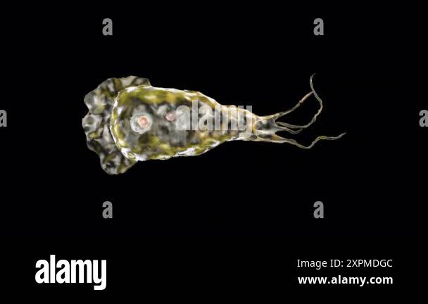 Amoeba parasite micro organism background loop with alpha channel 4k ...