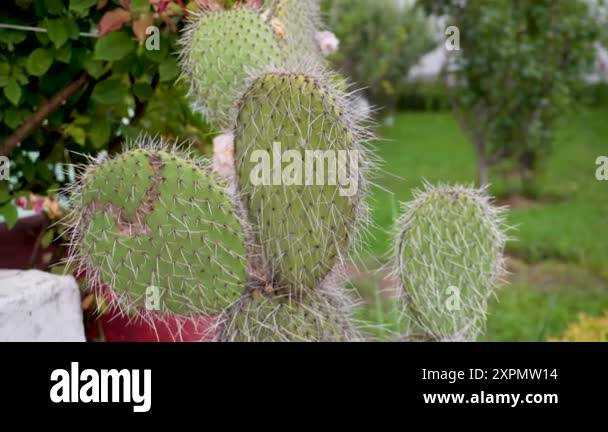 Duraznillo Stock Videos & Footage - HD and 4K Video Clips - Alamy
