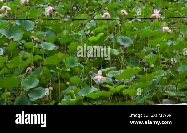 Almora uttarakhand india Stock Videos & Footage - HD and 4K Video Clips ...