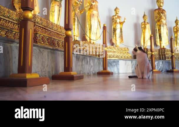 Living temple Stock Videos & Footage - HD and 4K Video Clips - Alamy