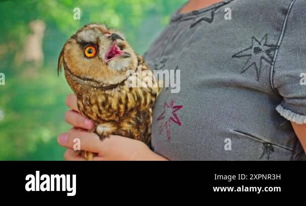 The image captures a woman gently holding a large owl with vivid orange ...