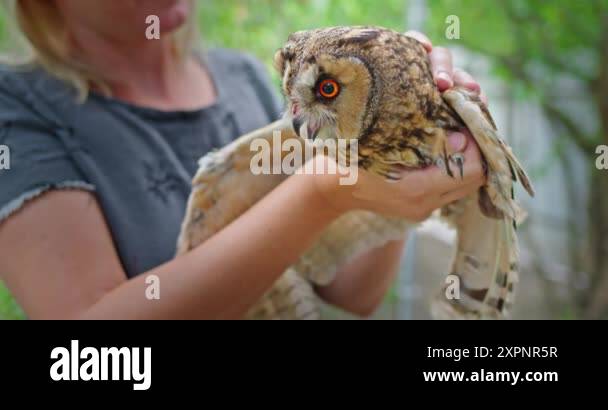 A woman gently holds a large owl on her arm, providing care at a ...