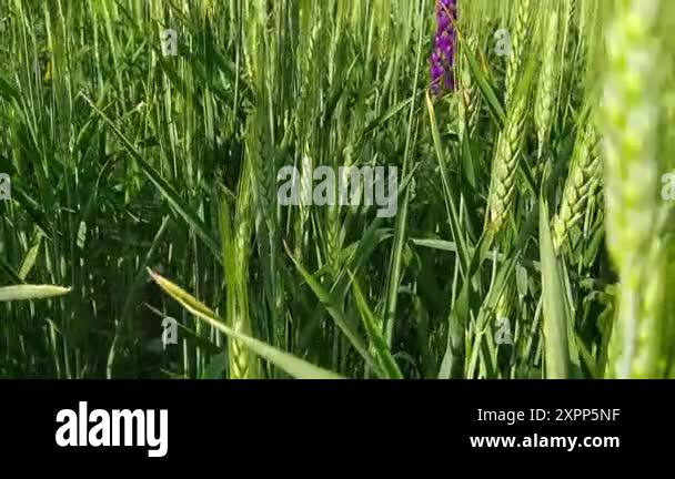 Emerging wheat Stock Videos & Footage - HD and 4K Video Clips - Alamy