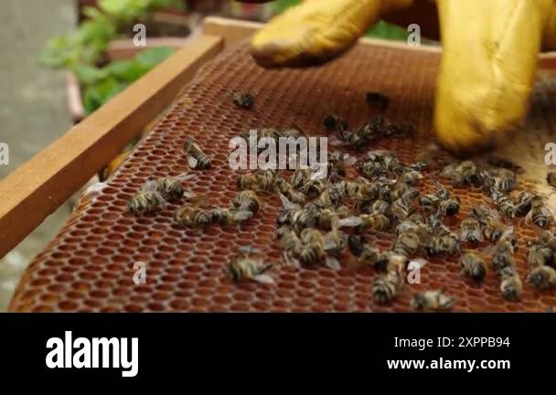 Varroa mite colony Stock Videos & Footage - HD and 4K Video Clips - Alamy
