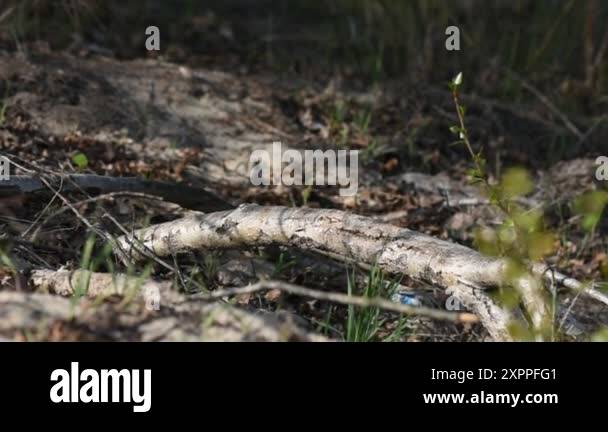 Mossy river bank Stock Videos & Footage - HD and 4K Video Clips - Alamy
