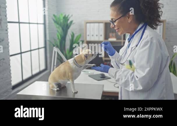 Treat uniform vet white Stock Videos & Footage - HD and 4K Video Clips ...