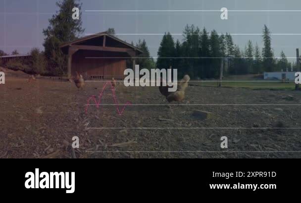 Poultry farming infographic Stock Videos & Footage - HD and 4K Video ...