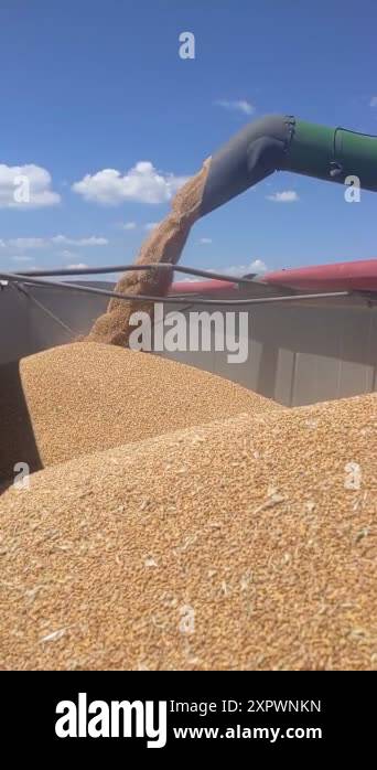 Grain area Stock Videos & Footage - HD and 4K Video Clips - Alamy