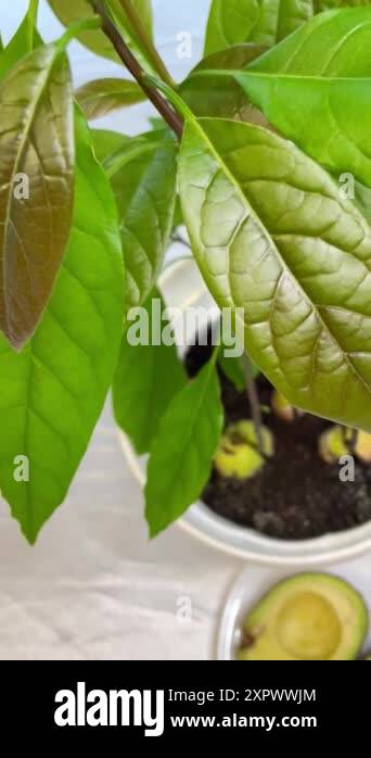 How to grow an avocado at home from a stone, avocado grows, in a pot ...