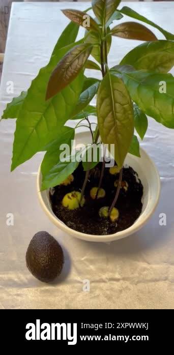 How to grow an avocado at home from a stone, avocado grows, in a pot ...
