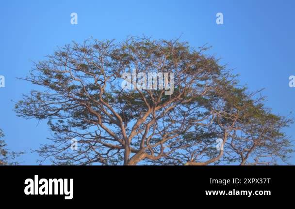 A large tree with a broad canopy and sparse leaves against a clear blue ...