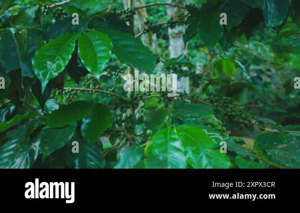 A lush coffee plant with green leaves and unripe coffee cherries in a ...