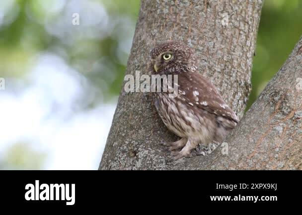 Tree with two trunks Stock Videos & Footage - HD and 4K Video Clips - Alamy