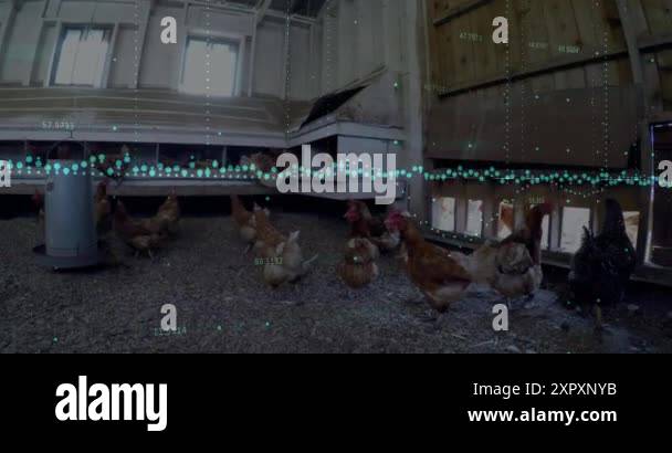 Poultry technology Stock Videos & Footage - HD and 4K Video Clips - Alamy