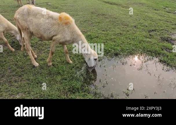 Sheep drinking water Stock Videos & Footage - HD and 4K Video Clips - Alamy