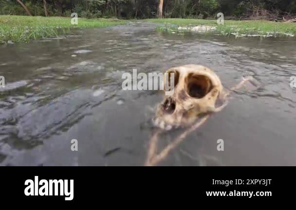 Monkey skulls Stock Videos & Footage - HD and 4K Video Clips - Alamy