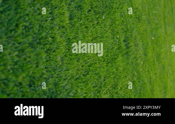 vertical video close-up lower angle of uniformly trimmed green lawn ...