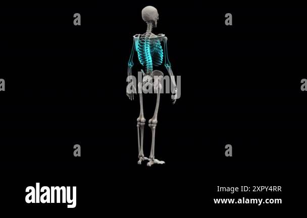 Human skeleton with bright blue X-Ray scanning effect, loop animation ...