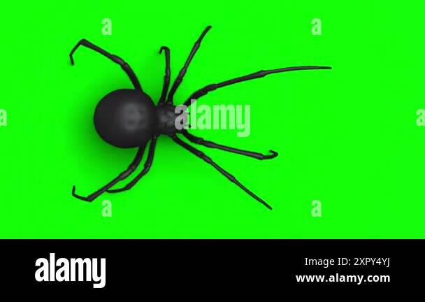 Top down view of a big spider walk animation loop on green screen, VFX ...