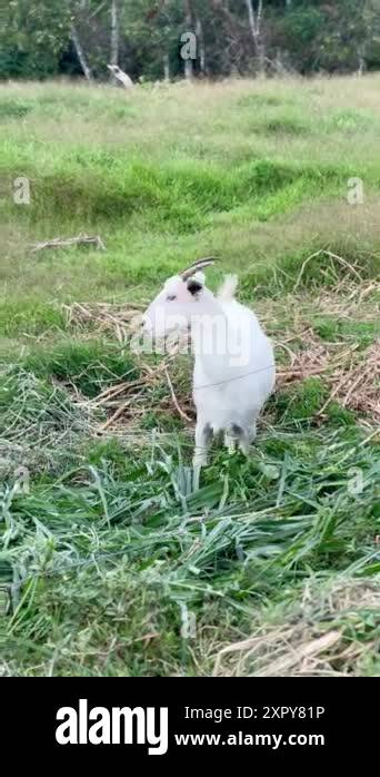 Alpine dairy goat Stock Videos & Footage - HD and 4K Video Clips - Alamy