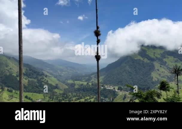 National tree of colombia Stock Videos & Footage - HD and 4K Video ...
