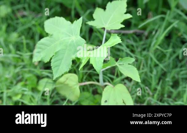 Sole plant Stock Videos & Footage - HD and 4K Video Clips - Alamy
