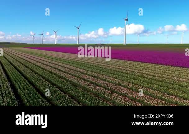 Explore the vibrant flower fields and towering wind turbines of the ...