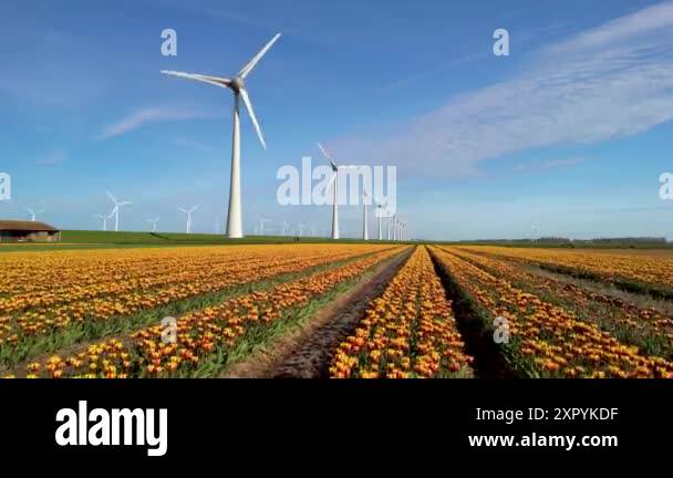 Explore the stunning tulip fields and windmills of the Netherlands ...