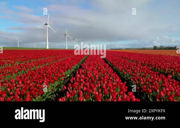 Discover the stunning tulip fields of the Netherlands, where iconic ...