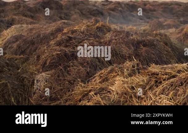 Cow manure pile Stock Videos & Footage - HD and 4K Video Clips - Alamy