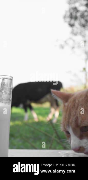 Gentle cow Stock Videos & Footage - HD and 4K Video Clips - Alamy